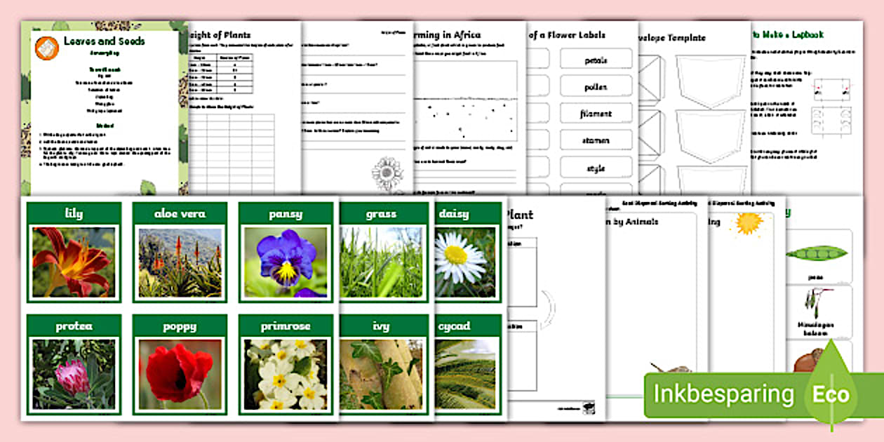 Plants and Seeds Lapbook (teacher made) - Twinkl