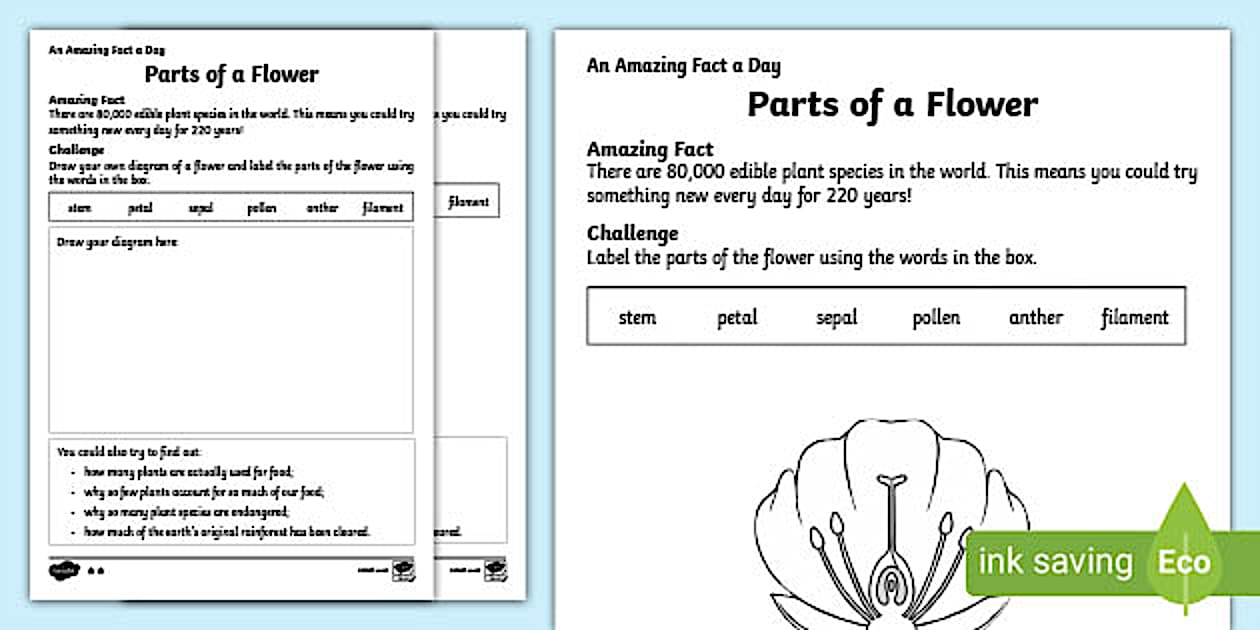 Editable Parts of a Flower Worksheet - Twinkl