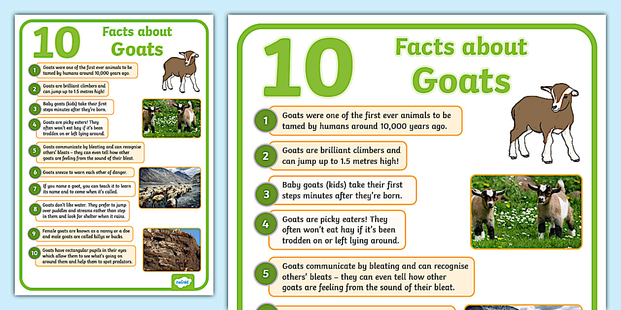 10 Facts About Goats Display Poster