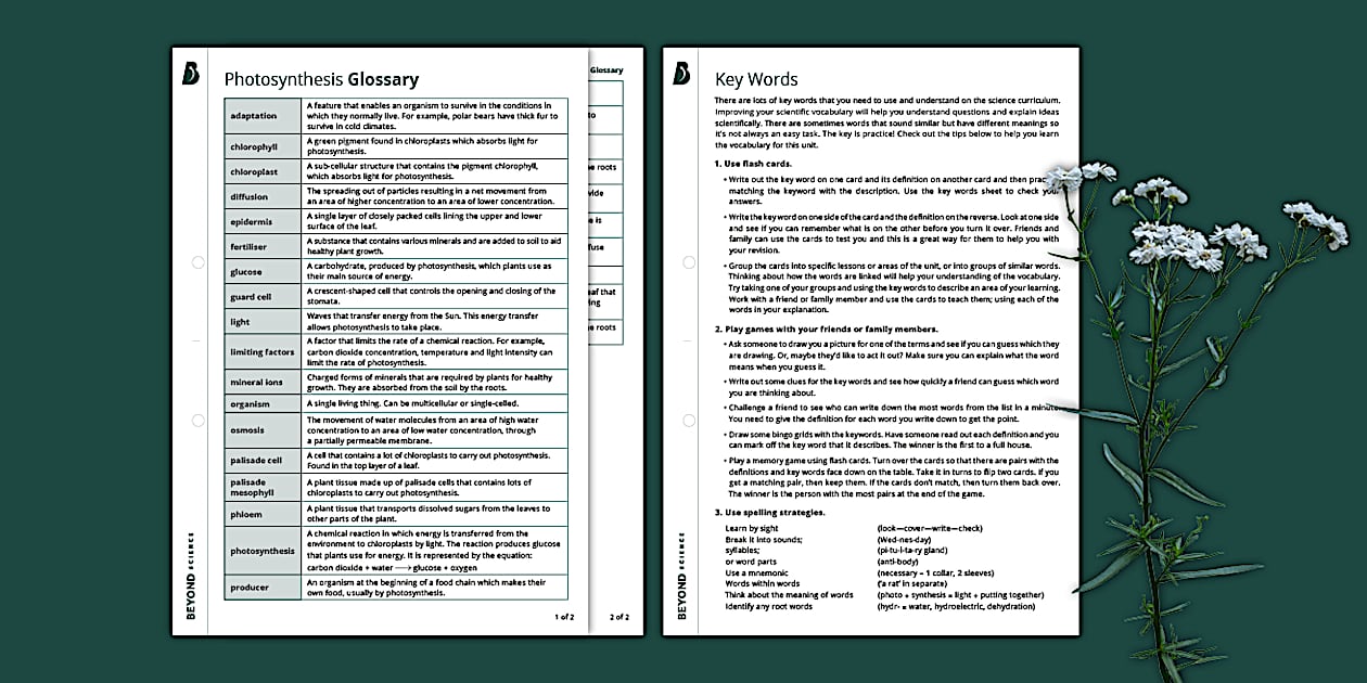 KS3 Photosynthesis Glossary (Teacher-Made) - Twinkl