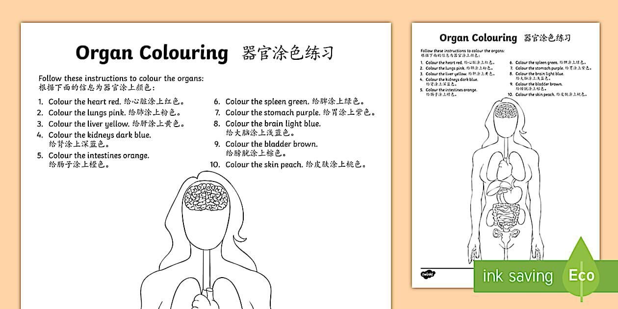 Organs Colouring Worksheet English/Mandarin Chinese - Twinkl