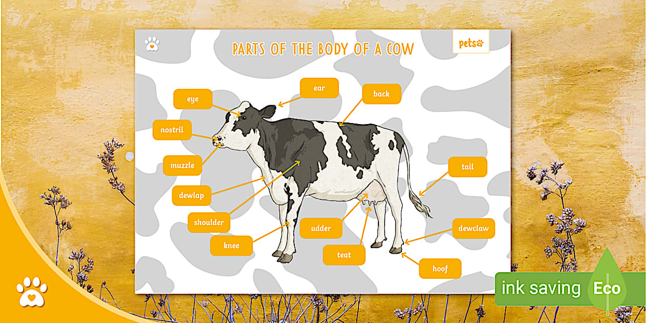 Parts of the Body of a Cow - Cow Anatomy Poster - Pets