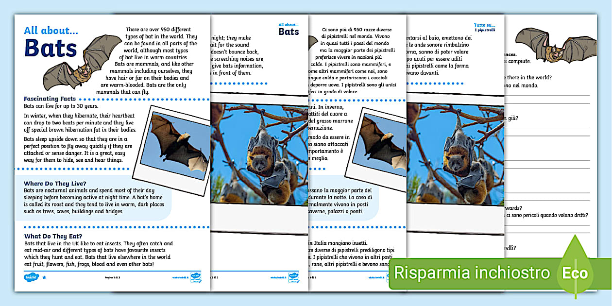 Bats Reading Comprehension English/Italian - Bats Reading Comprehension