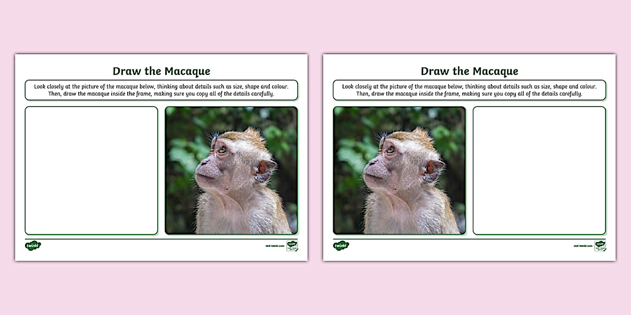 Draw the Macaque Worksheet (teacher made) - Twinkl