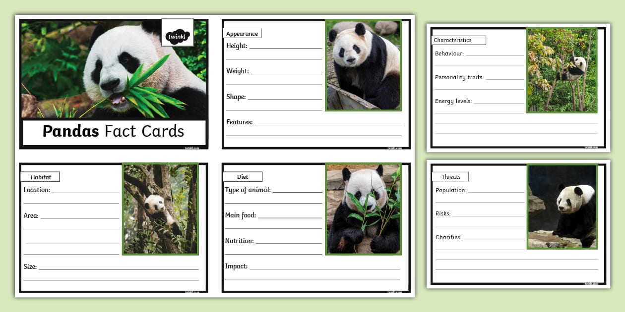 Pandas Fact Cards Template (teacher made) - Twinkl