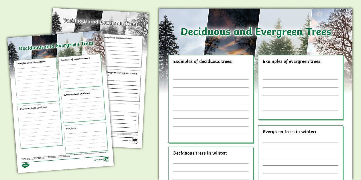Deciduous and Evergreen Trees Fact File Template - Twinkl