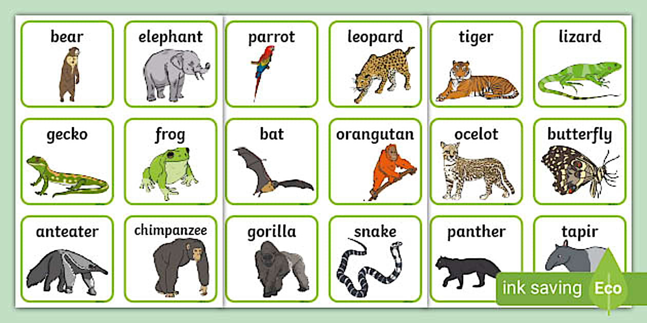 Jungle Animals Word Cards - Twinkl