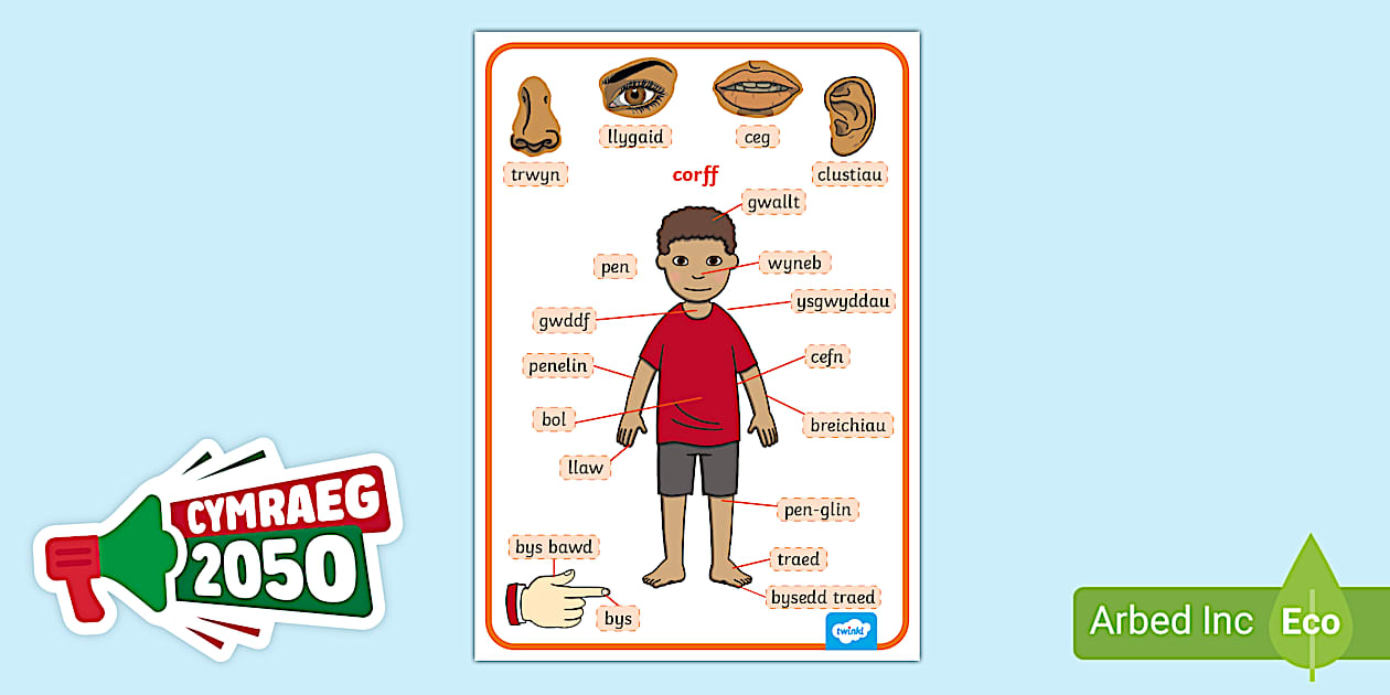 My Body Display Posters Welsh (teacher made) - Twinkl
