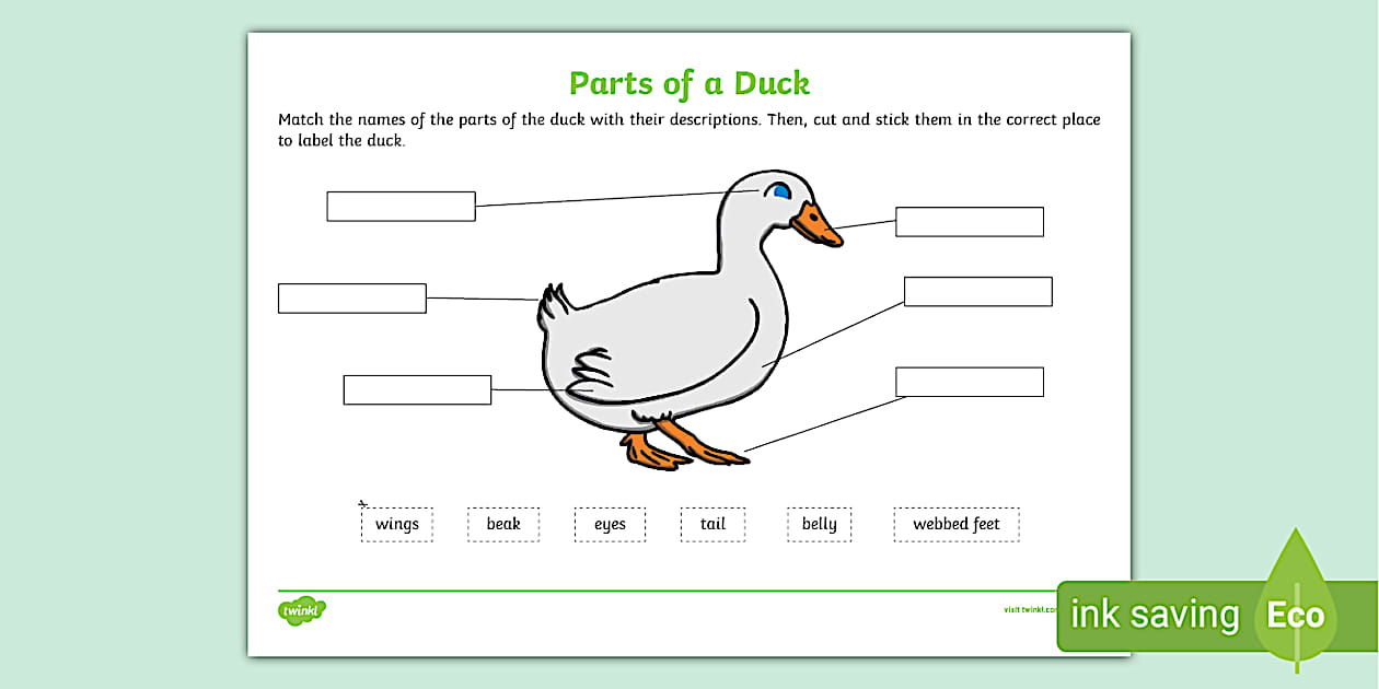 Parts of a Duck Labelling Activity (Teacher-Made) - Twinkl