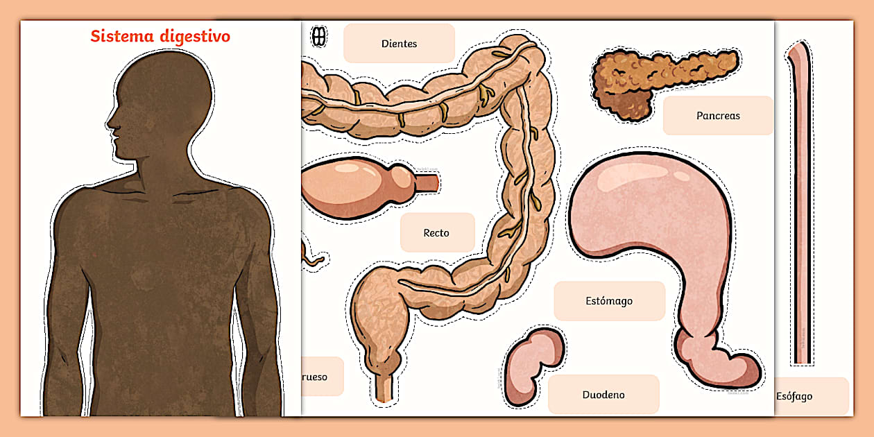 Siluetas del sistema digestivo | Recursos Educativos Twinkl