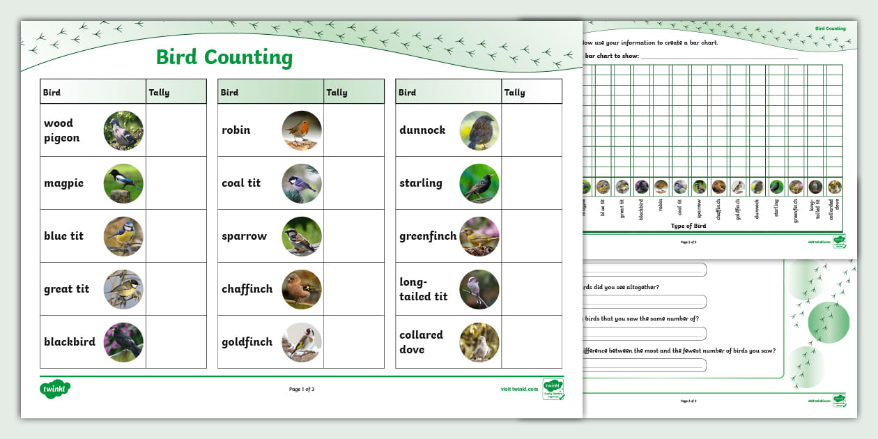Birds Worksheet | Save time planning (teacher made) - Twinkl