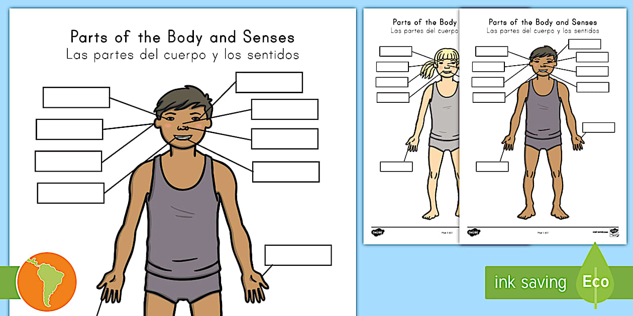 Parts of the Body Senses Labeling Worksheet English/Spanish