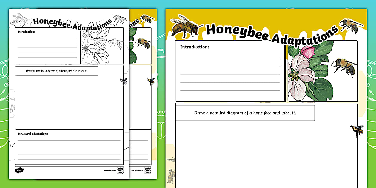 Honeybee Adaptations Non-Chronological Report Template
