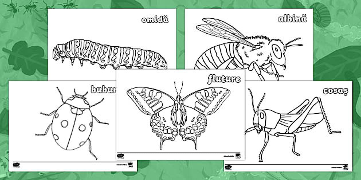 Micile viețuitoare – Desene de colorat - Twinkl