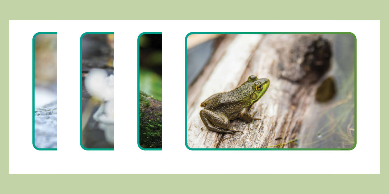 Frog Display Photos - Twinkl Science Photos (Teacher-Made)