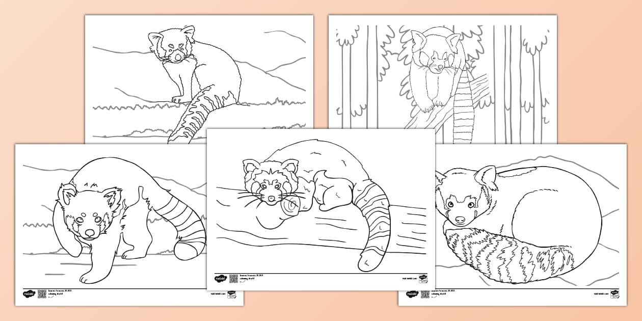 Cute Red Panda Colouring Pages (teacher made) - Twinkl