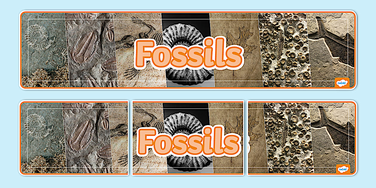 Fossils Photo Display Banner (Teacher-Made) - Twinkl