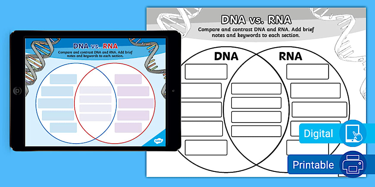 DNA and RNA Compare Contrast Worksheet for 6th-8th Grade
