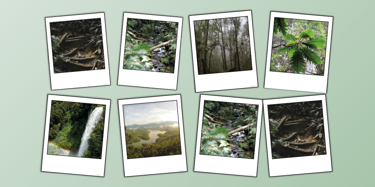 Rainforest Habitats Instant Photo Style Display Images