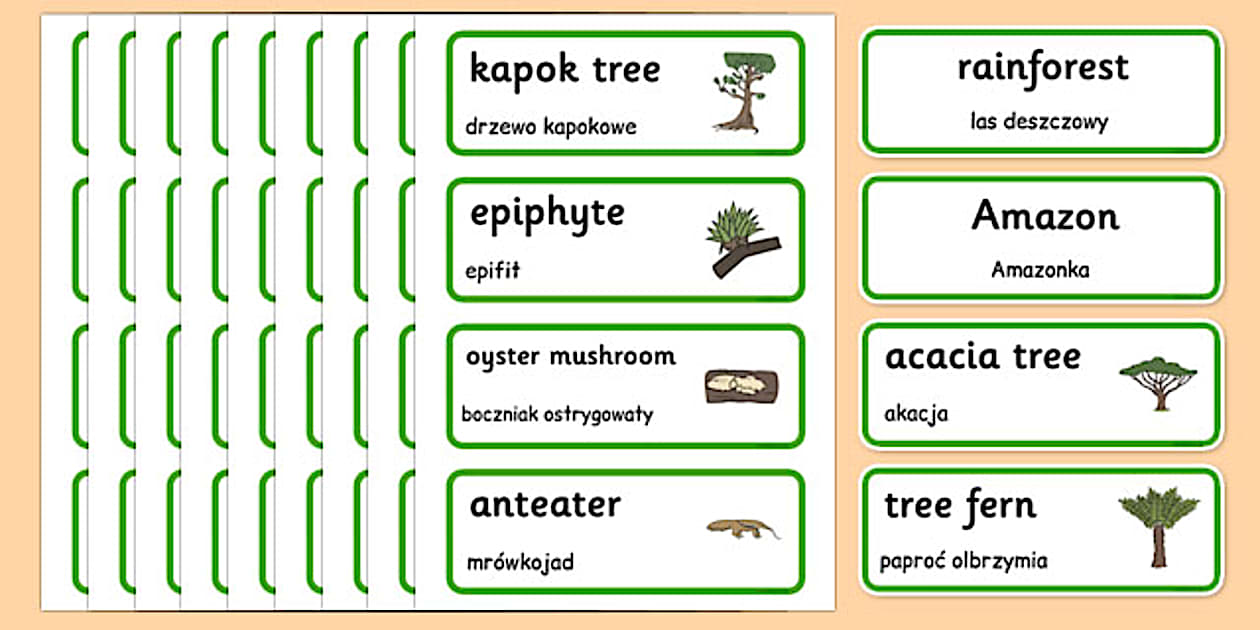 Rainforest Word Cards Polish Translation - Twinkl