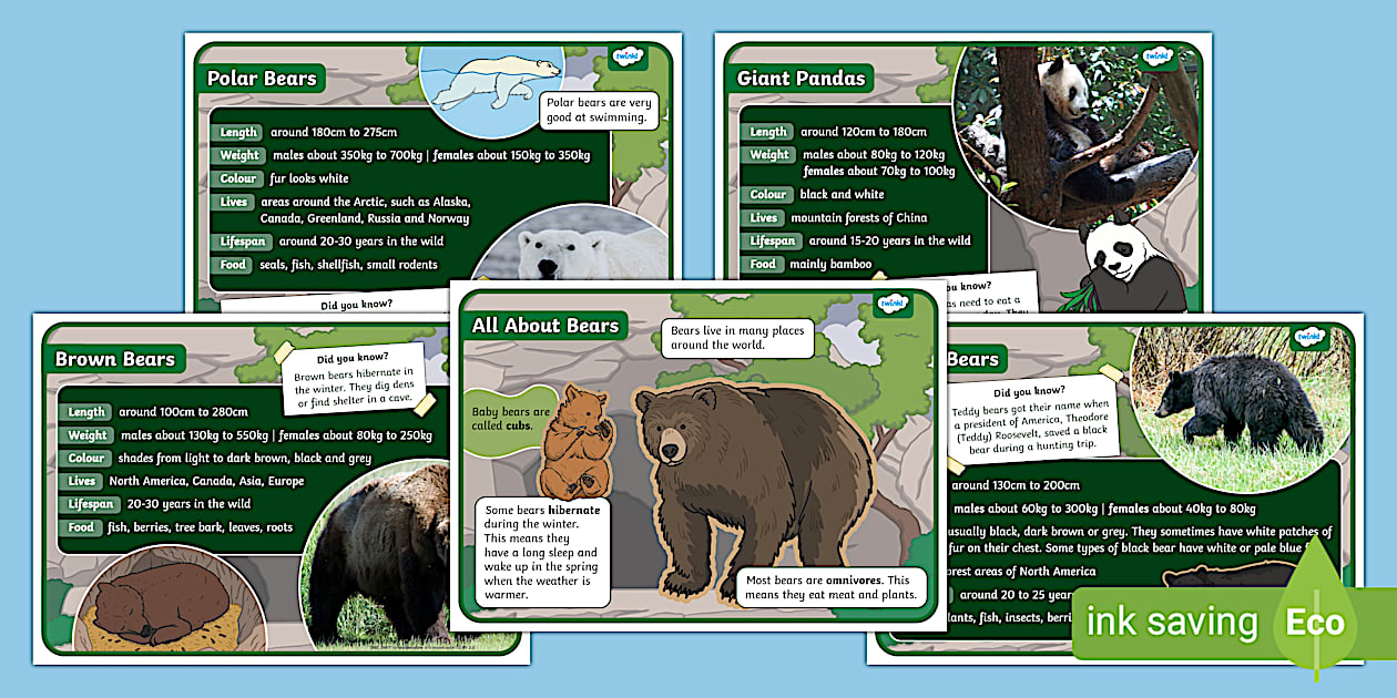 All About Bears Fact Files - Animal Facts | Twinkl - Twinkl