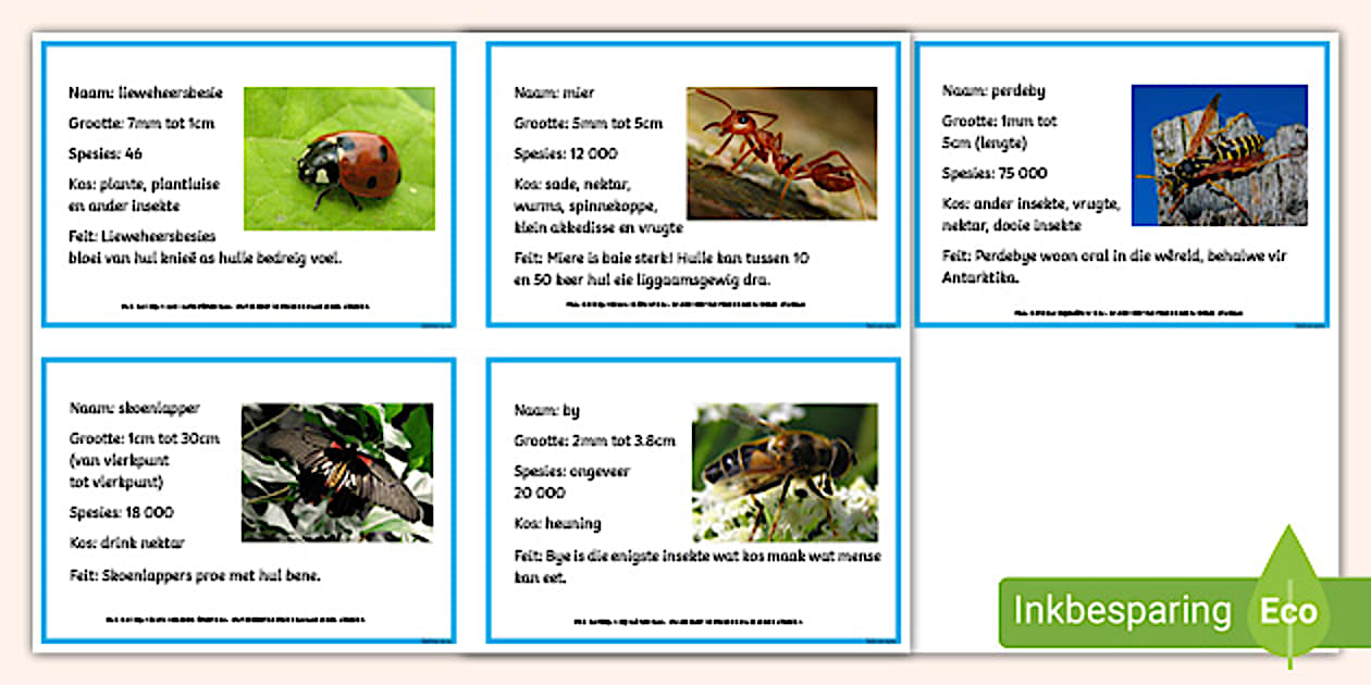 Interessante Feite Oor Insekte Kaarties - Graad 3 - Insekte