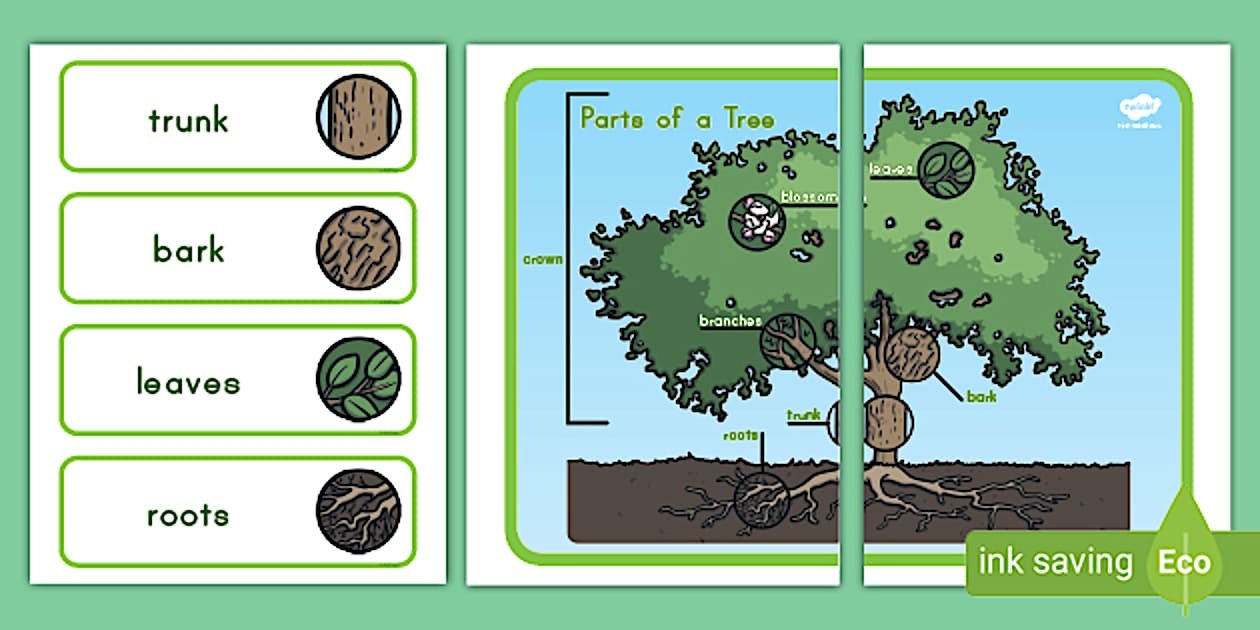 Parts of a Tree Anchor Chart and Word Cards | Twinkl USA