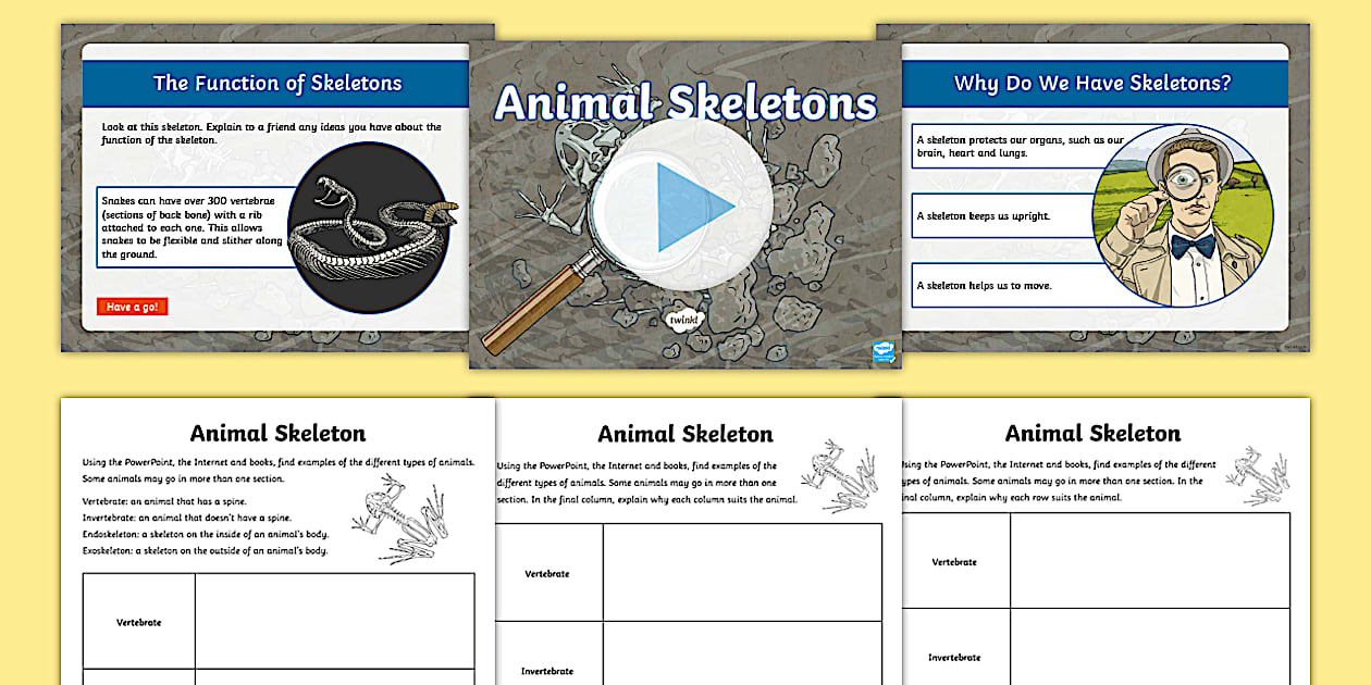 Animal Skeletons KS2 Activity Pack (teacher made) - Twinkl