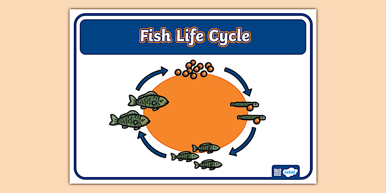 Fish Life Cycle (teacher made) - Twinkl