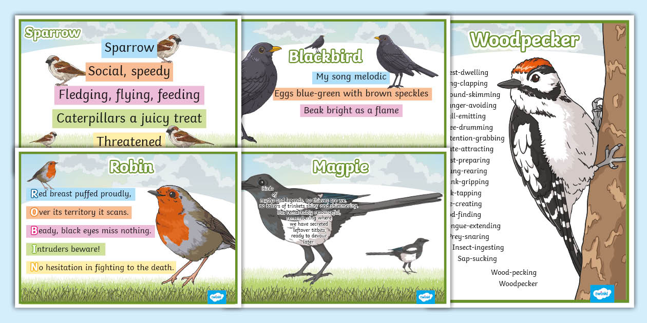 British Garden Bird Poems for Kids - Twinkl