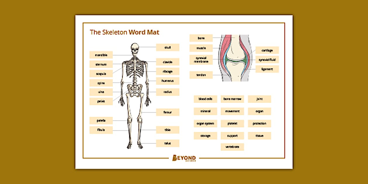 The Skeleton Word Mat | KS3 Biology | Beyond Science