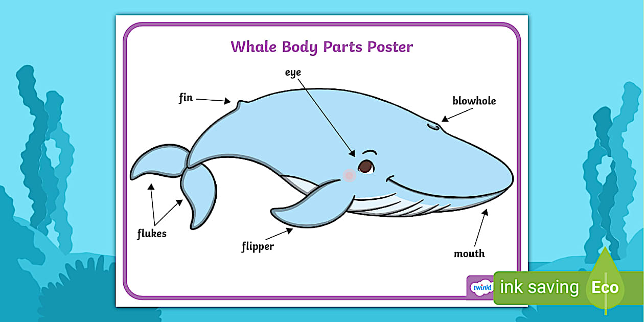 EYFS Whale Body Parts Poster (teacher made) - Twinkl
