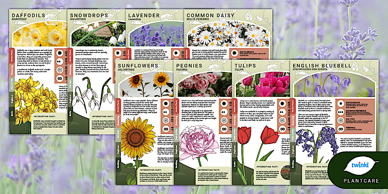 Spring Flowers Fact File Pack, Plantcare, Wildflowers