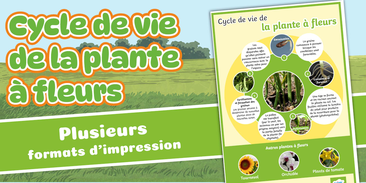 Affiche - cycle de vie d'une plante à fleurs