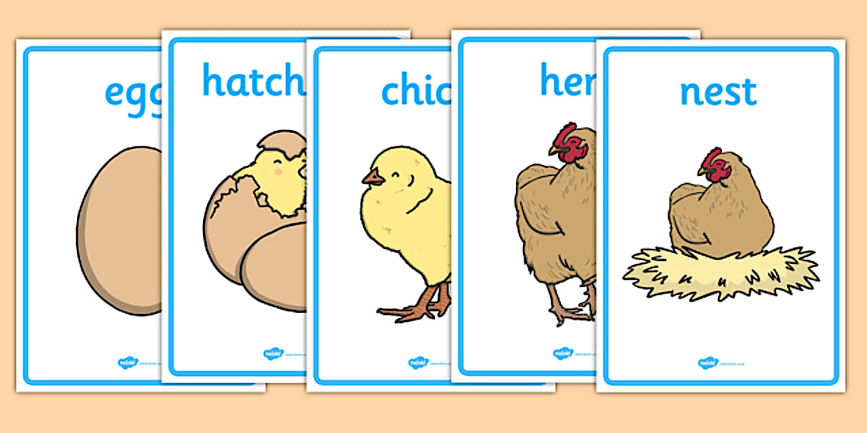 Life Cycle of a Hen Display Posters (teacher made) - Twinkl