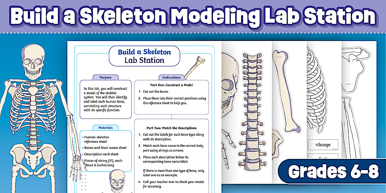 Hands-On Skeletal System: Modeling Lab Station for 6th-8th