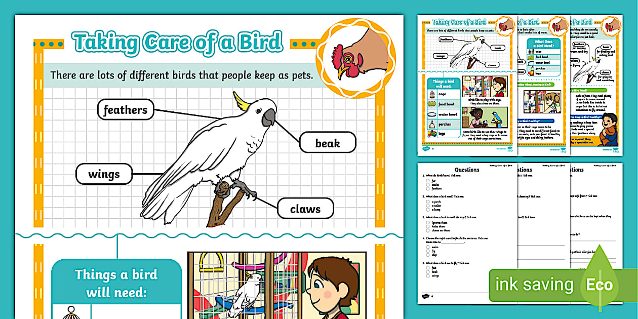 KS1 How to Look After a Bird Differentiated Reading Comprehension Activity