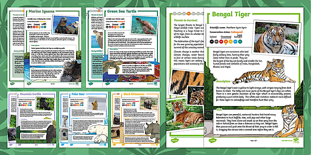 Endangered Wildlife Fact Sheets (teacher made) - Twinkl