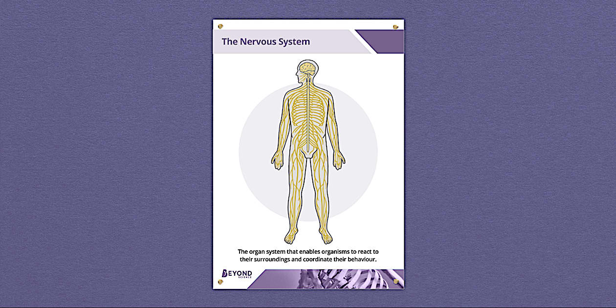 Nervous System Display Poster | Science | Beyond - Twinkl