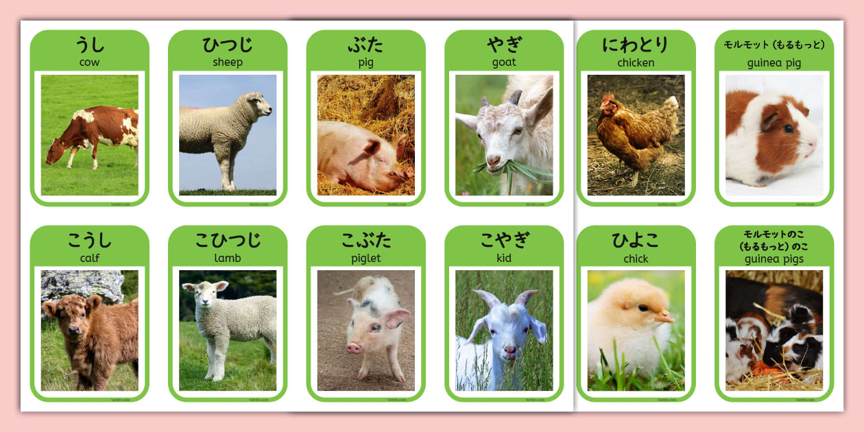 動物の親子の名称を日本語と英語で学べるカード。Animal mothers and young cards｜Twinkl