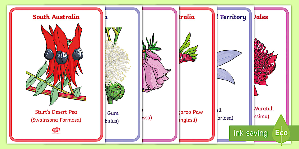 QLD State Floral Emblems with Binomial Nomenclature Names Display Posters