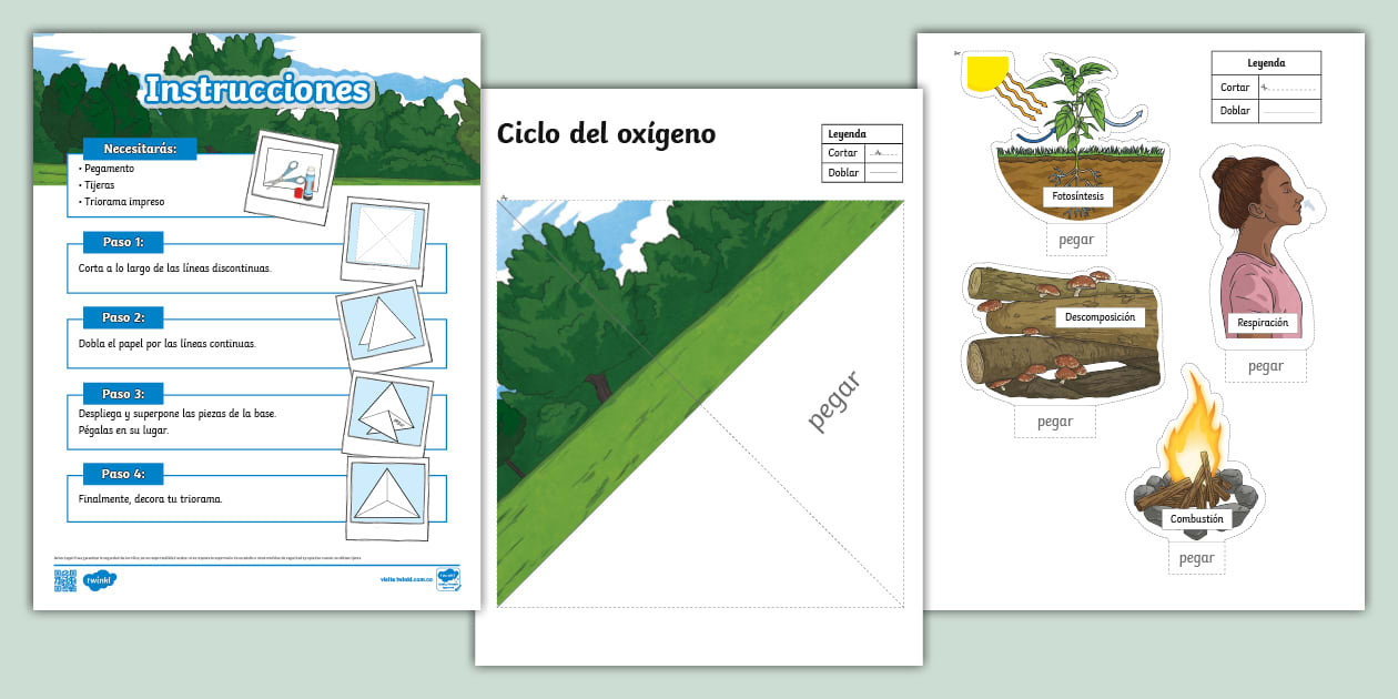 Triorama: Ciclo del oxígeno - Twinkl Colombia - Twinkl