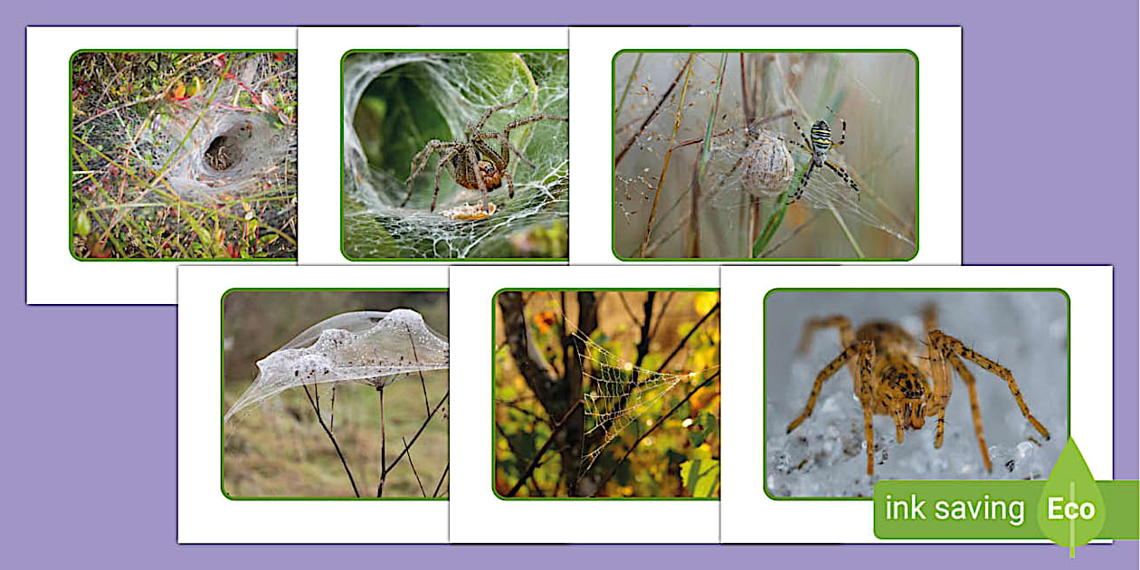 Spiders and Webs Photo Pack | Twinkl (öğretmen yaptı)