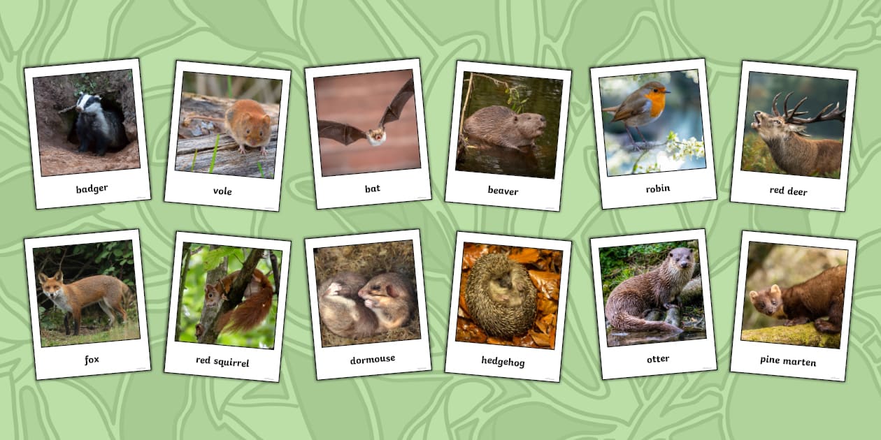 British Wildlife Instant Photo Style Display Images - Twinkl