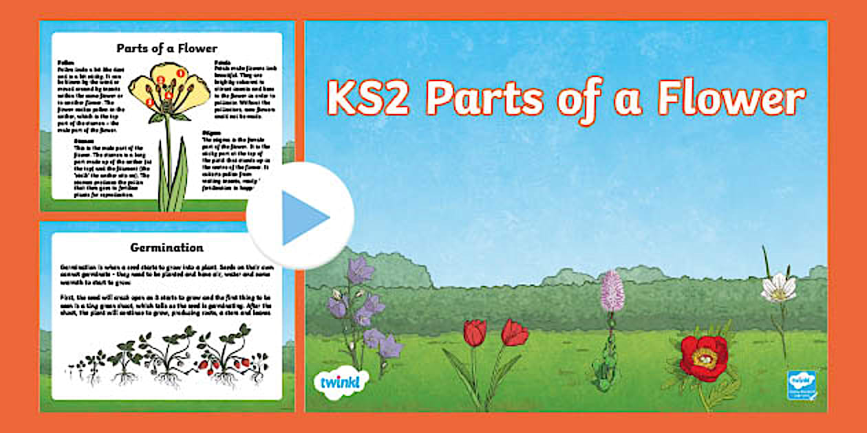 Parts of a Plant KS2 PowerPoint (teacher made) - Twinkl