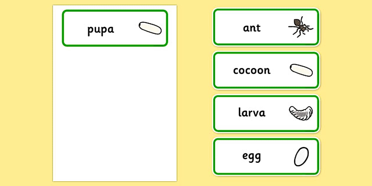 Cursive Ant Life Cycle Word Cards (Teacher-Made) - Twinkl