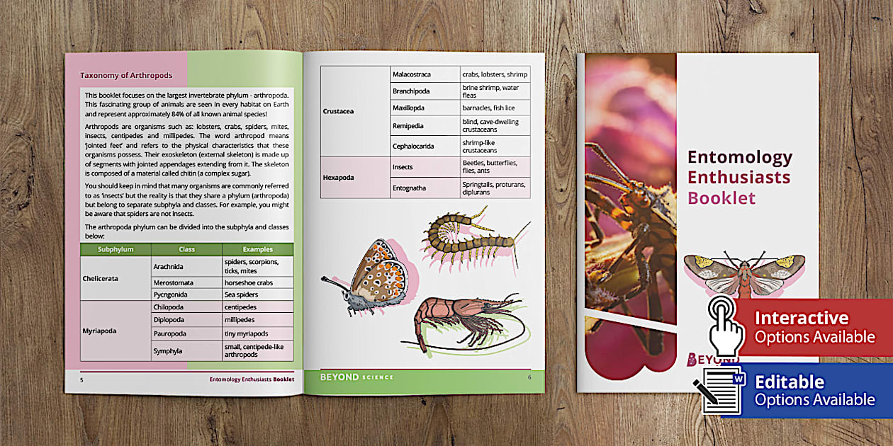 Entomology Enthusiasts Booklet (teacher made) - Twinkl
