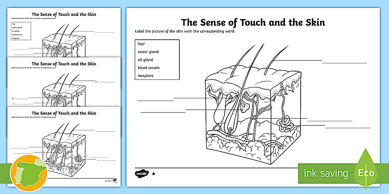 Middle Ability The Sense of Touch Labelling Worksheet