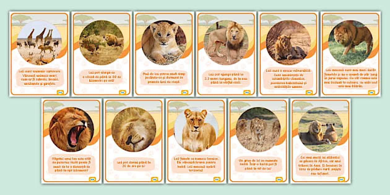 Curiozități despre lei – Planșe (teacher made) - Twinkl