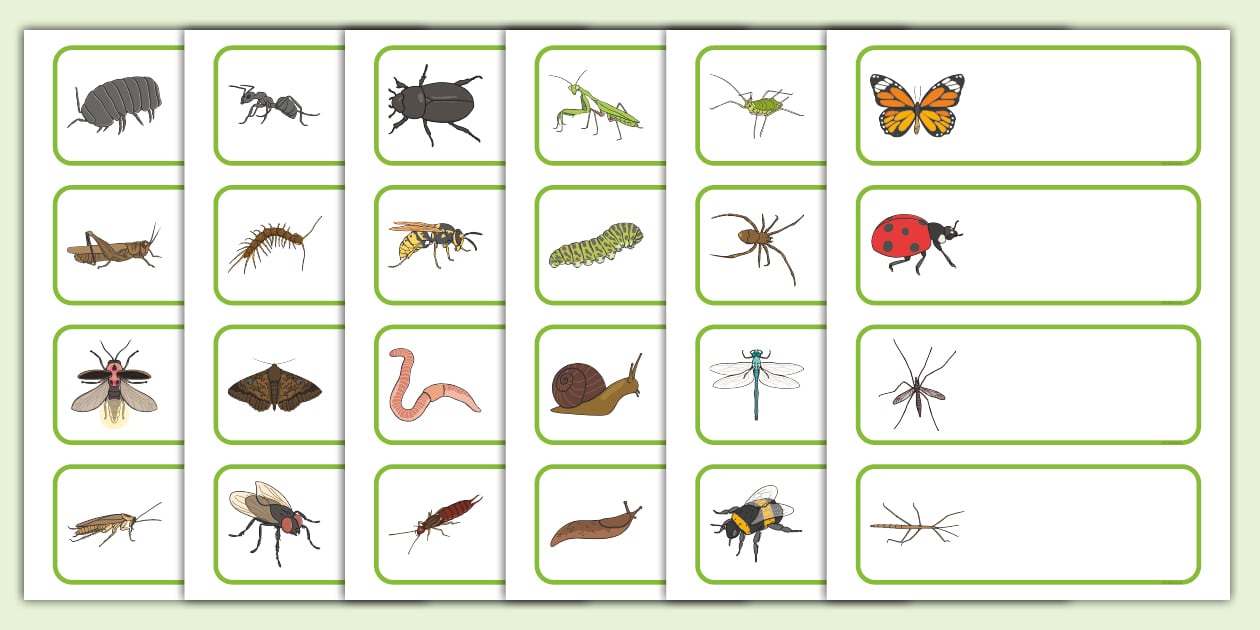 Editable Drawer Labels for the Classroom - Minibeasts Theme